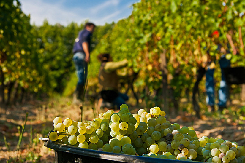 Harvesting 4 – WineWeinVinoVin